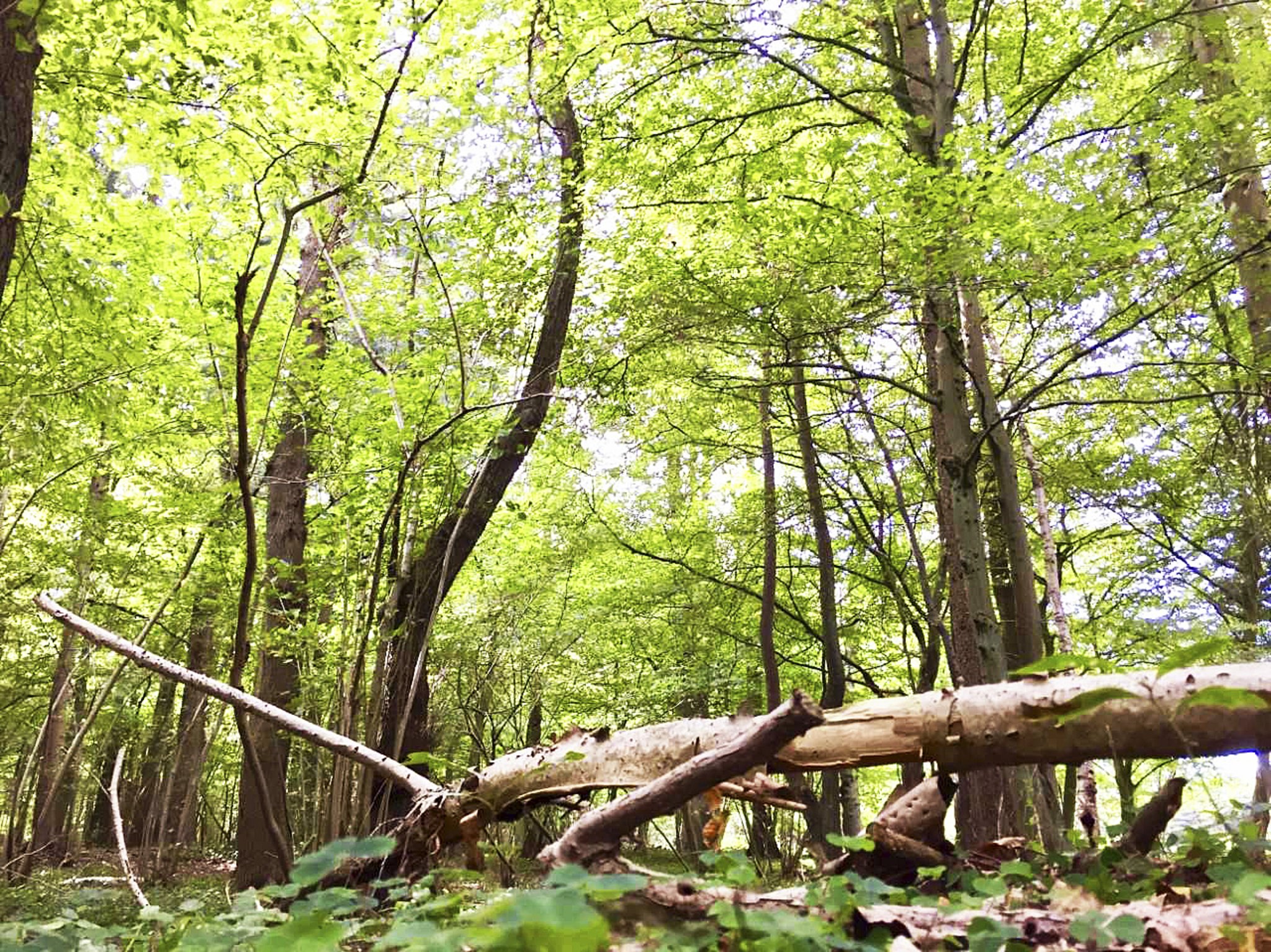 Infos zu weiterem Naturschutzgebiet - Tostedt