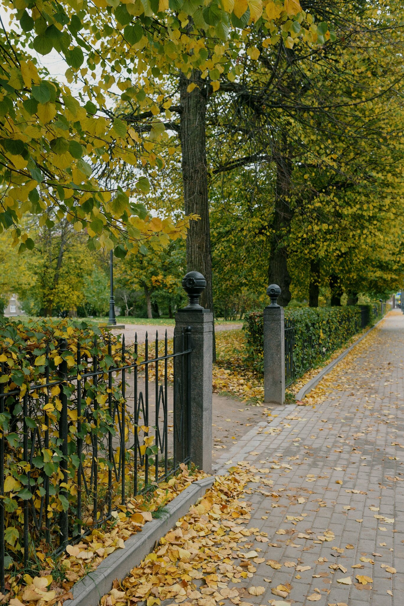 Deutschlands wichtigster Laubbaum: Die Rotbuche ist Baum des Jahres ...