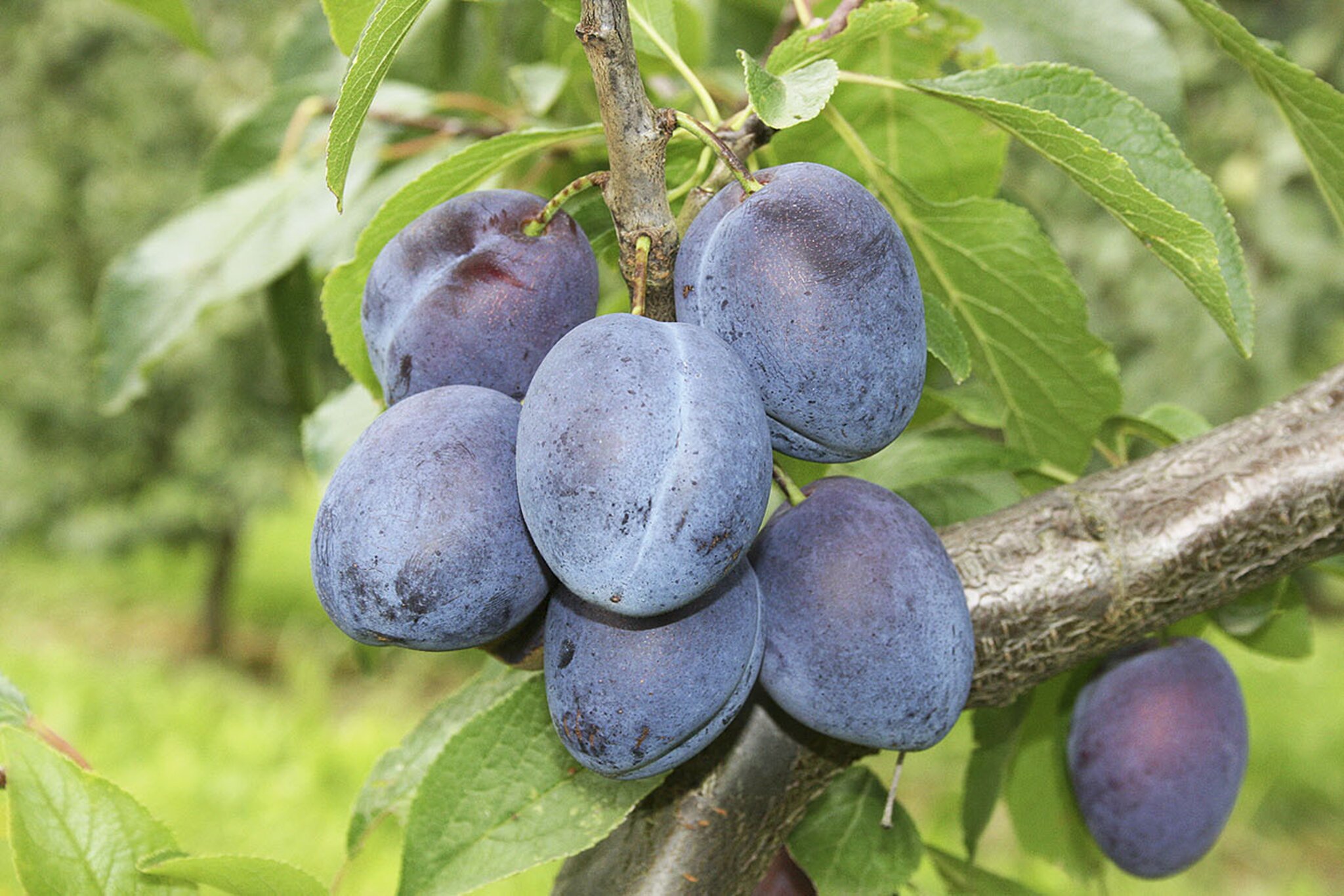 Zwetschge oder Zwetsche? - Jesteburg