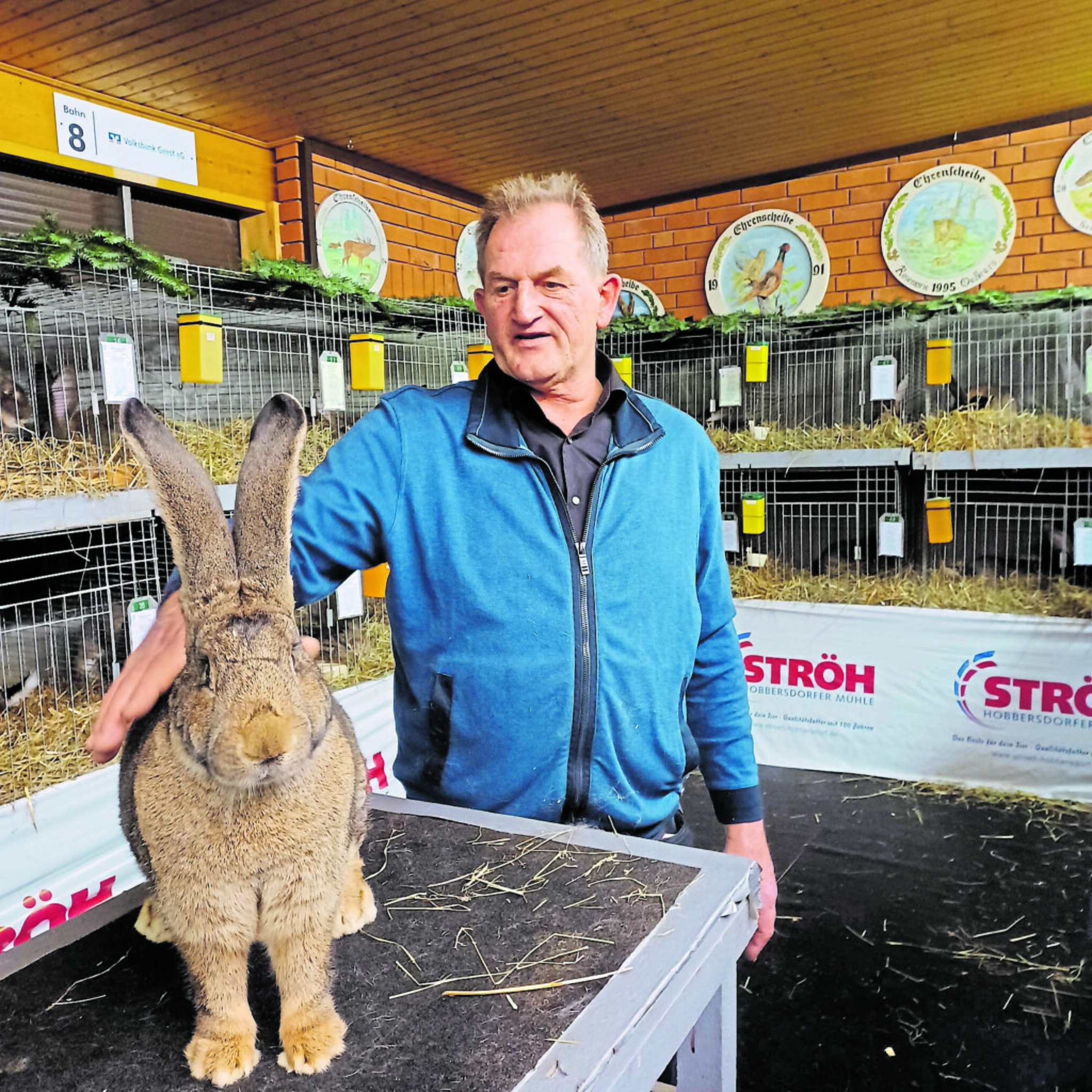 Deutsche Riesen auf erstem Platz: 50 Jahre Kaninchenzüchter Heidenau ...