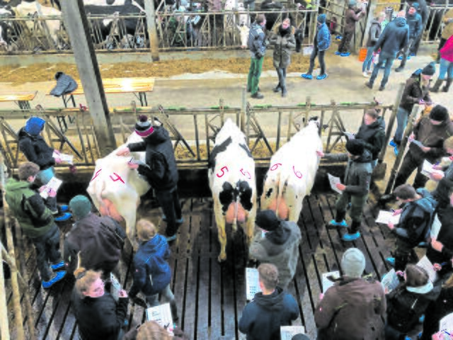 Wettbewerb von BBS Stade und Züchtern: Wie sieht die perfekte Kuh aus ...