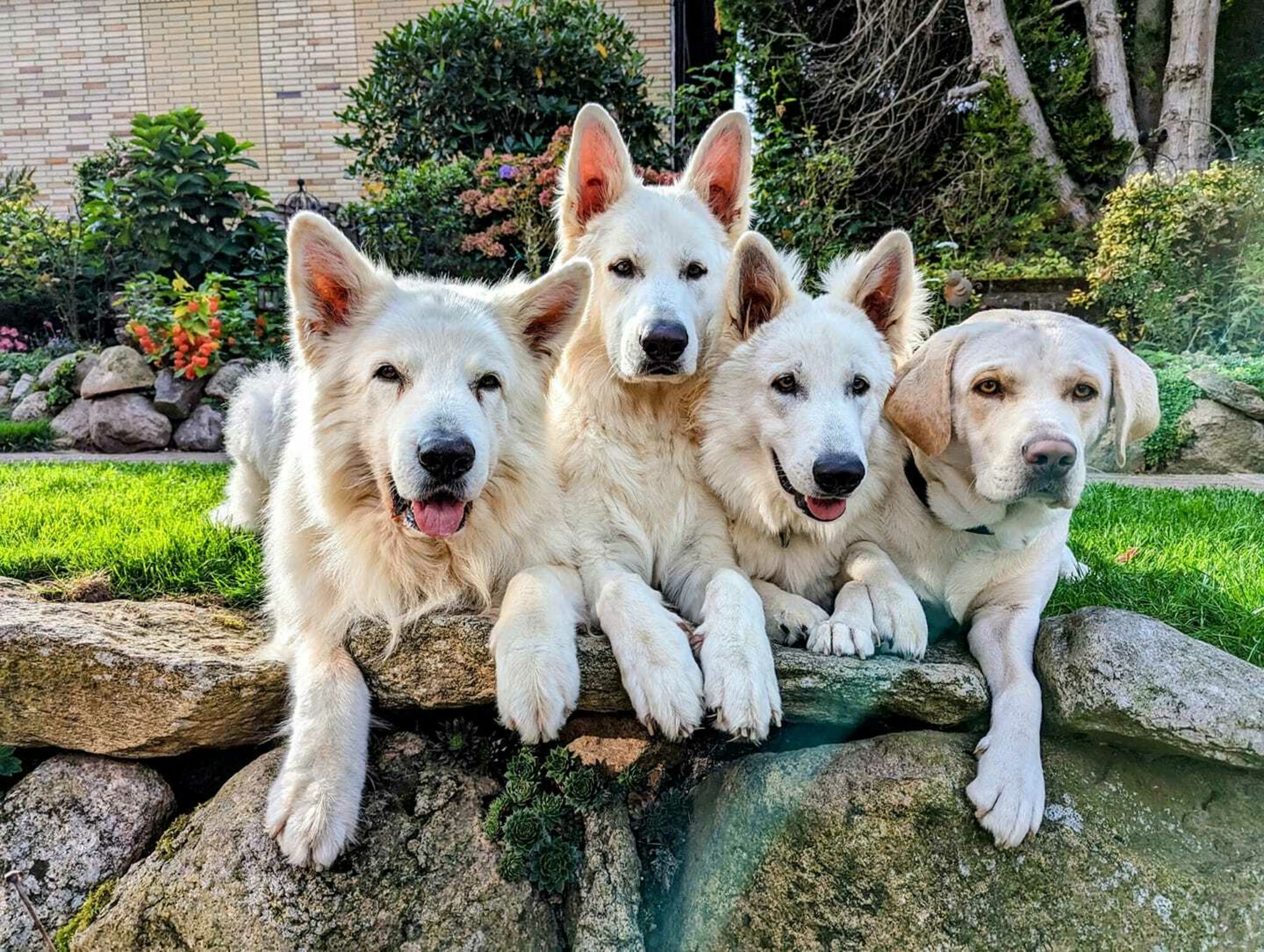 WOCHENBLATT-Fotoaktion: Die besten Hundefotos zum Welthundetag 2023 ...