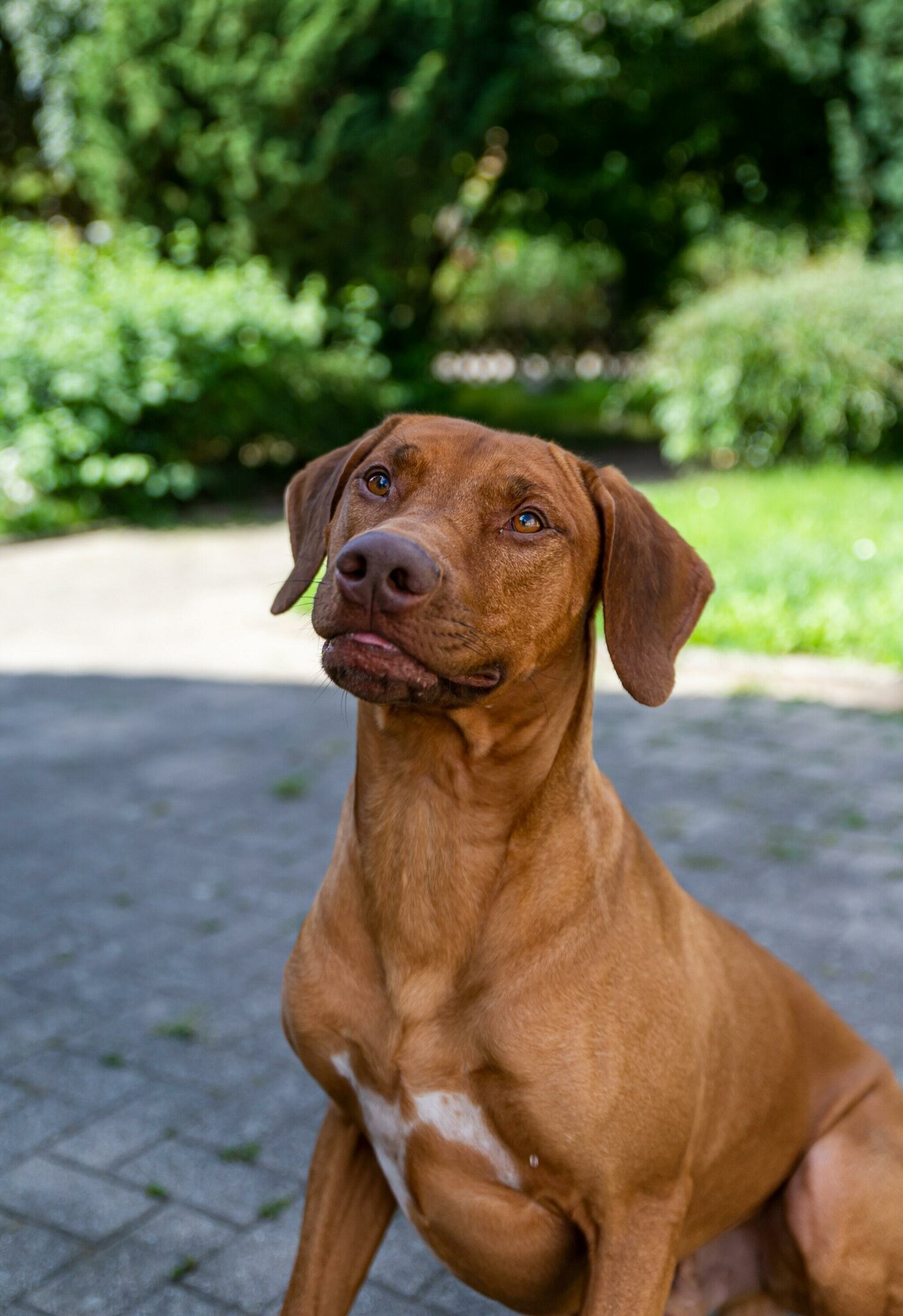 Brauner Mischlingshund Der Fellwechsel Beim Hund Naturavetal®