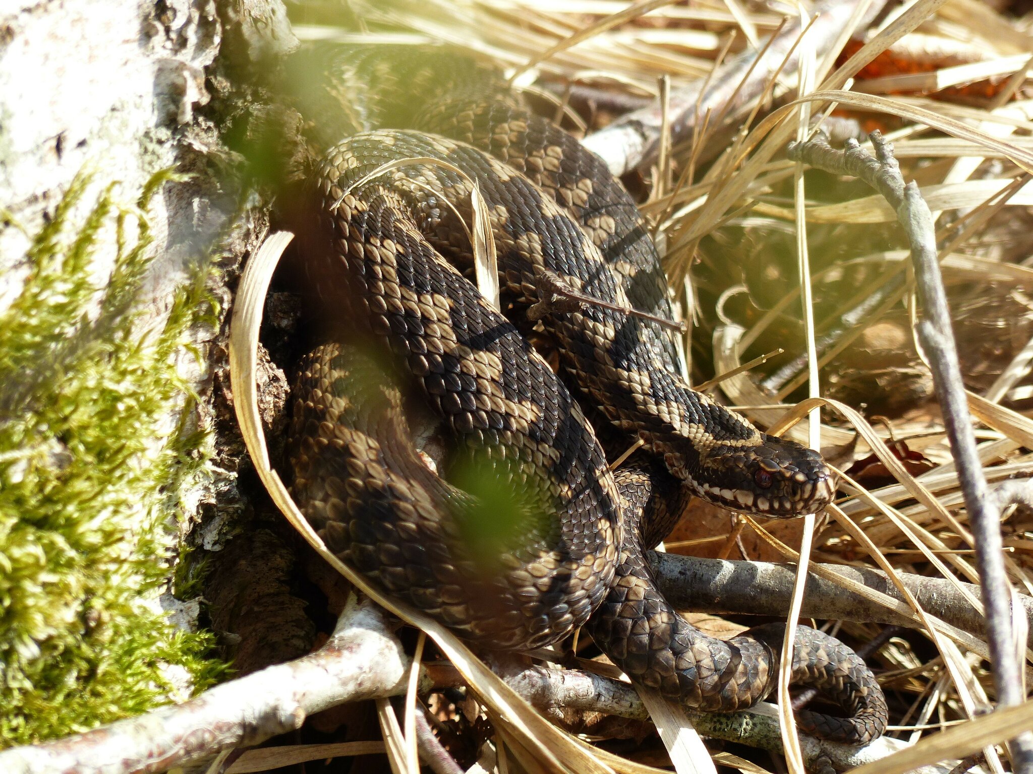 Einzige Giftschlange im Norden: Das Reptil des Jahres ist auch im ...