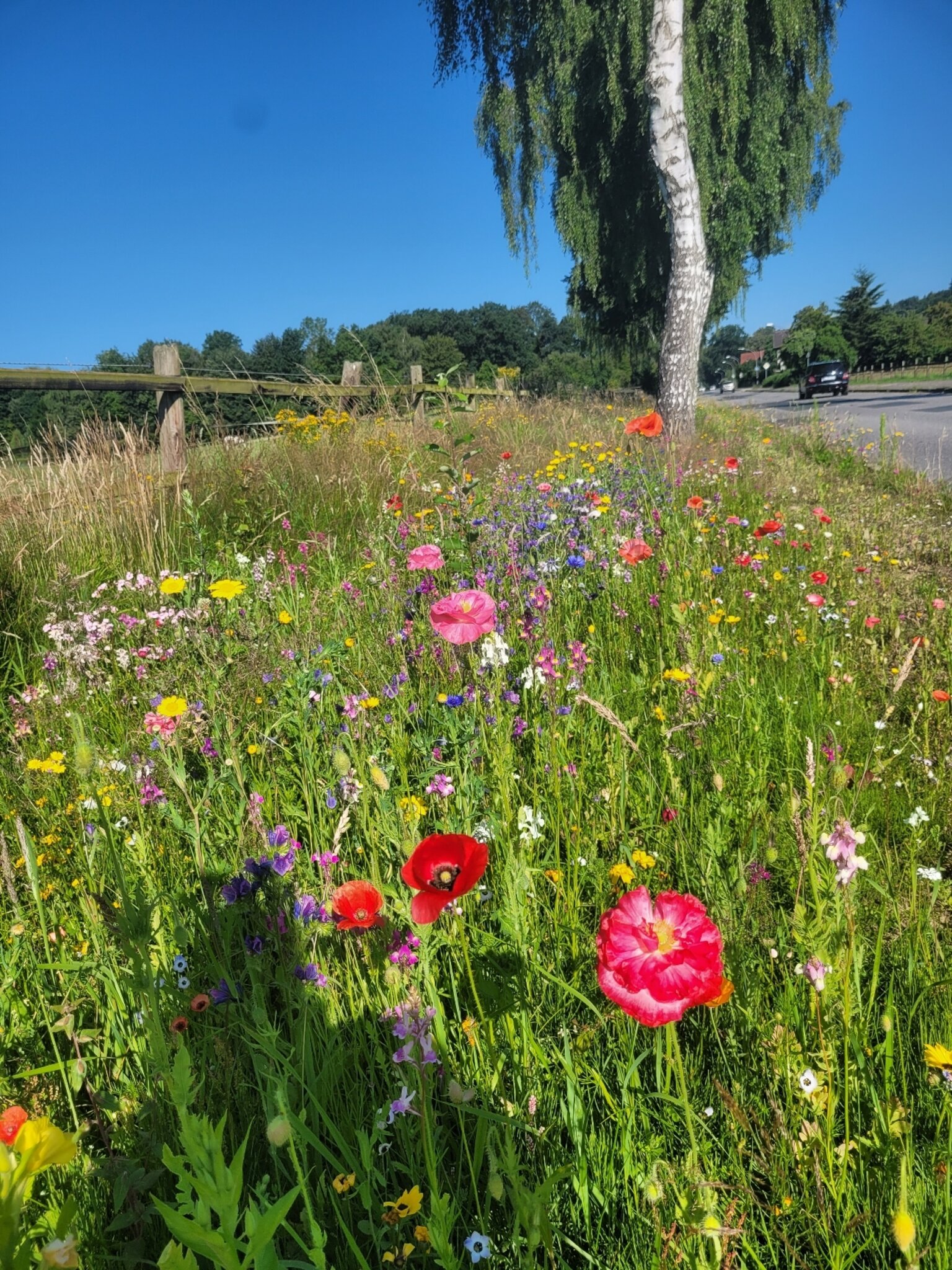 Bendestorf: Blühstreifen statt Monotonie: So blüht der Sommer - Jesteburg