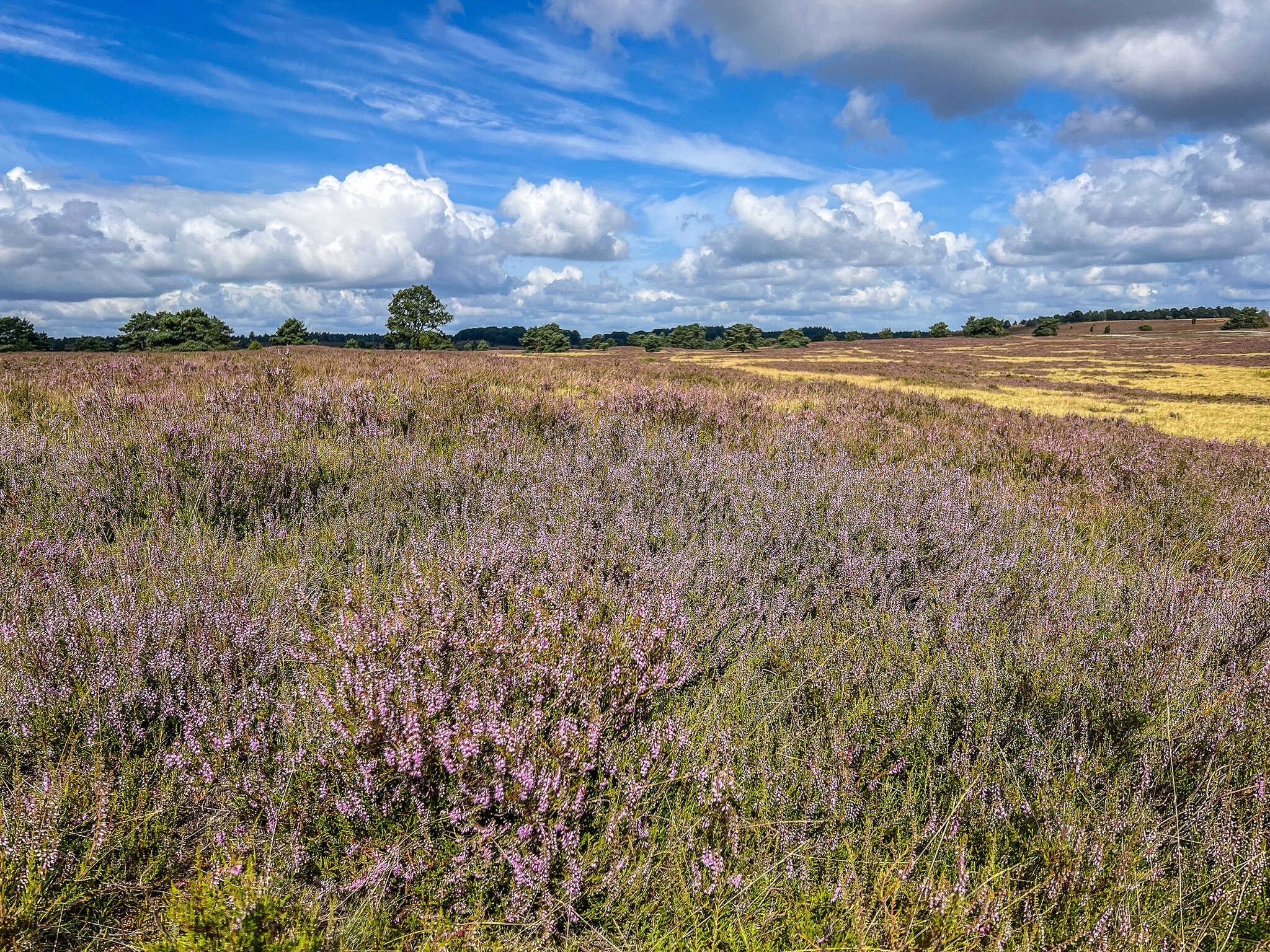 Gute Nachrichten für Touristen: Heideblüte in der Lüneburger Heide ...