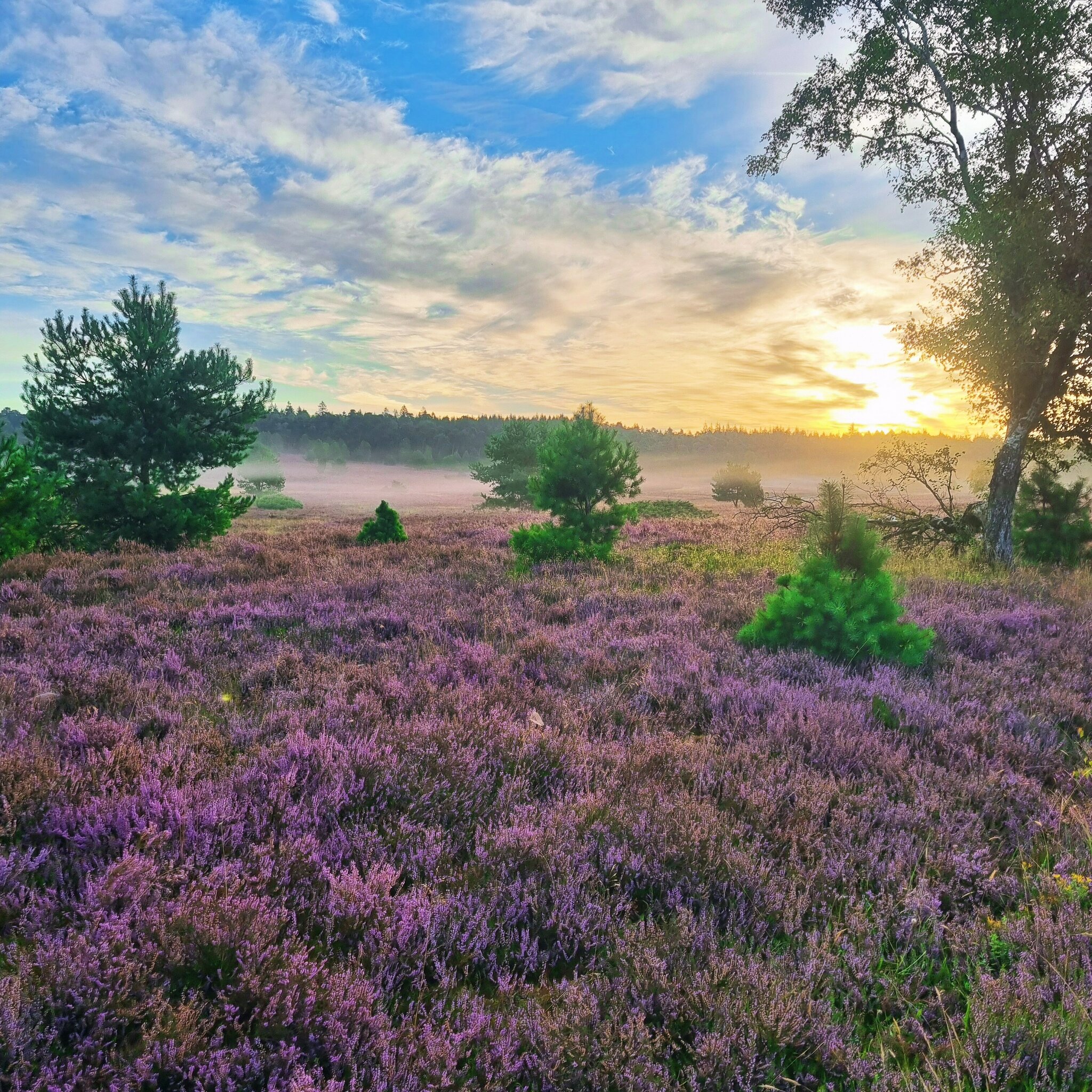 Lüneburger Heide: Die schönsten Fotos der Heideblüte 2024 - Buchholz