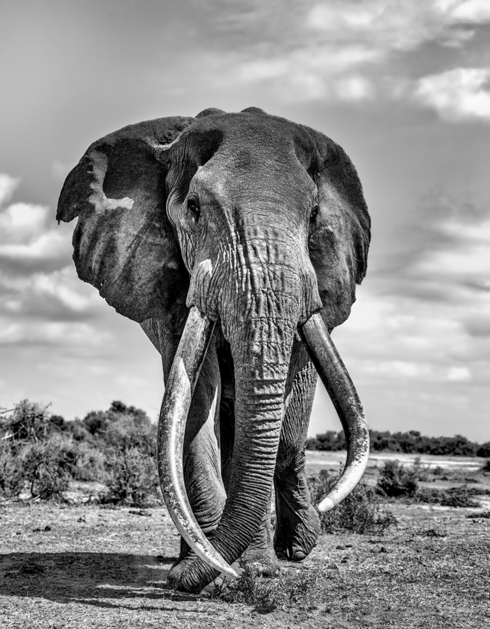 Wildlife-Fotografie vom Fotograf Olli Elf: „Ihr seht, was ich sah ...