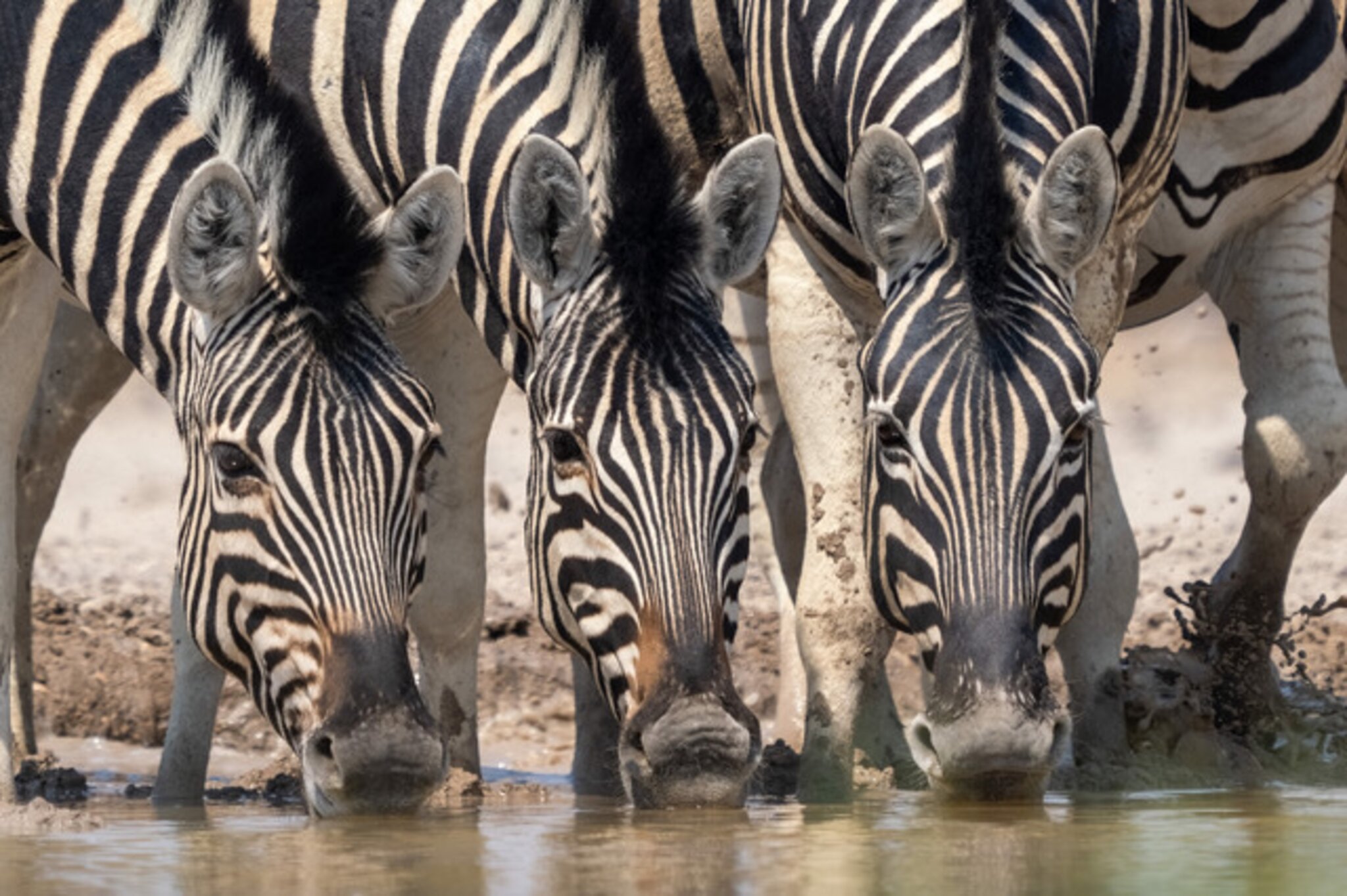 Tostedt: 5. Töster Kulturtage – Vier Wochen zeigt sich die Tostedts ...