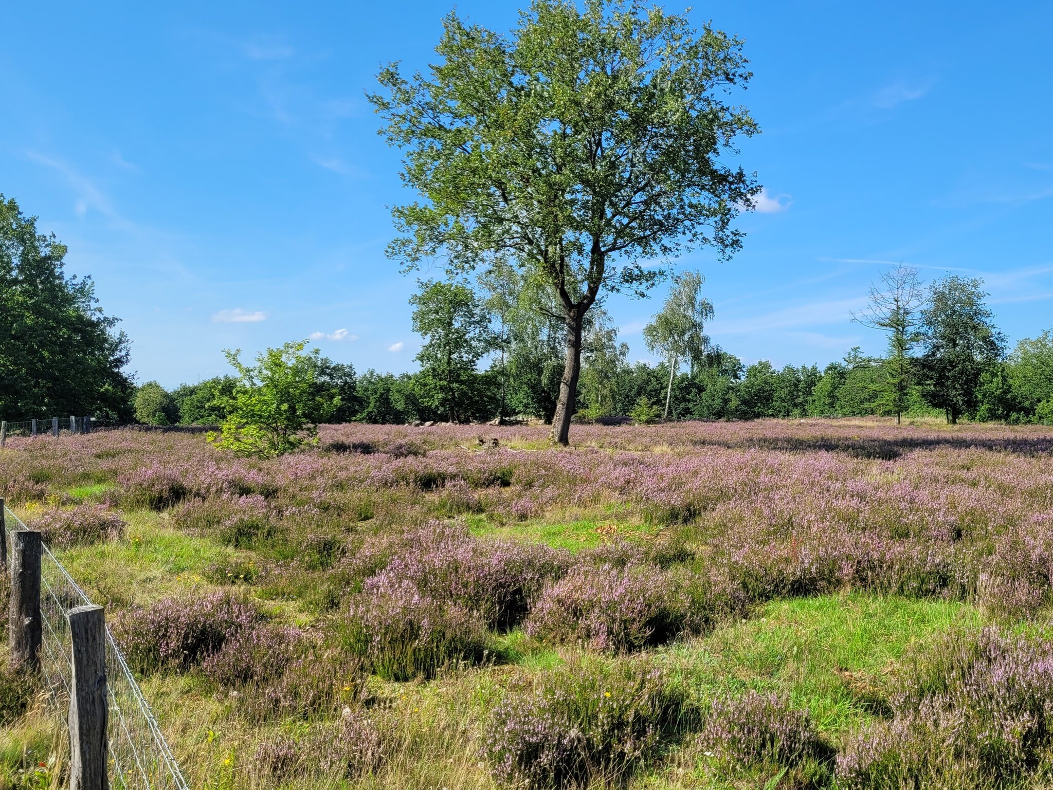Zwei tolle Ausflugsziele: Die Heide blüht - auch im Landkreis Stade - Stade