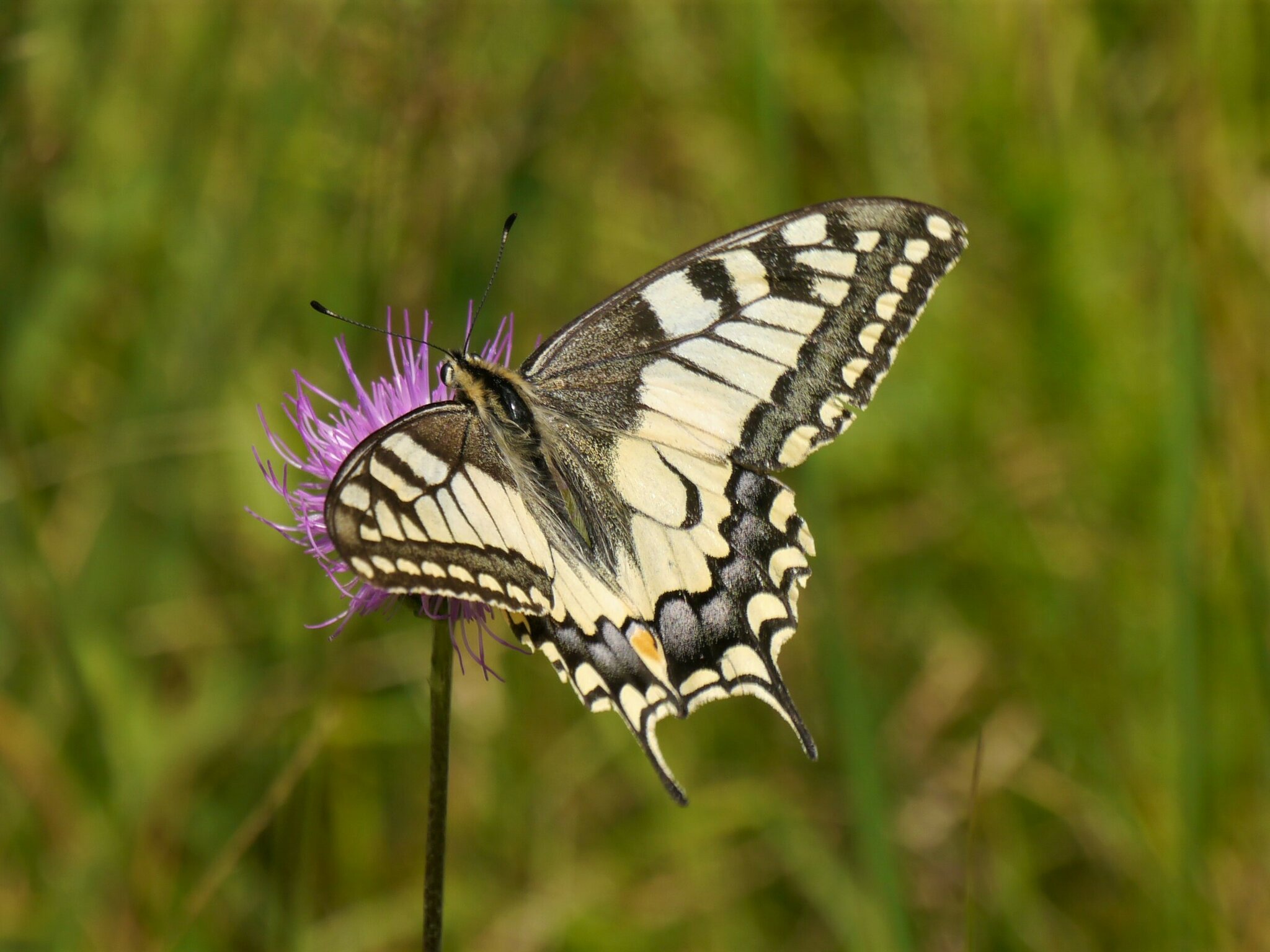 Raupe ist Meister der Tarnung: Der Schwalbenschwanz: Ein seltener ...