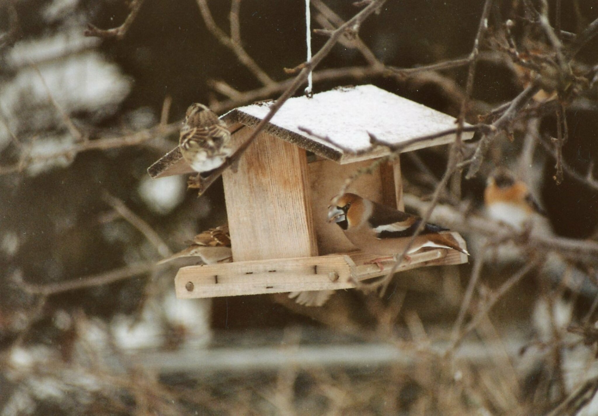 Tierschutzbund: Vogelfütterung im Winter - heimische Vögel unterstützen - Tostedt