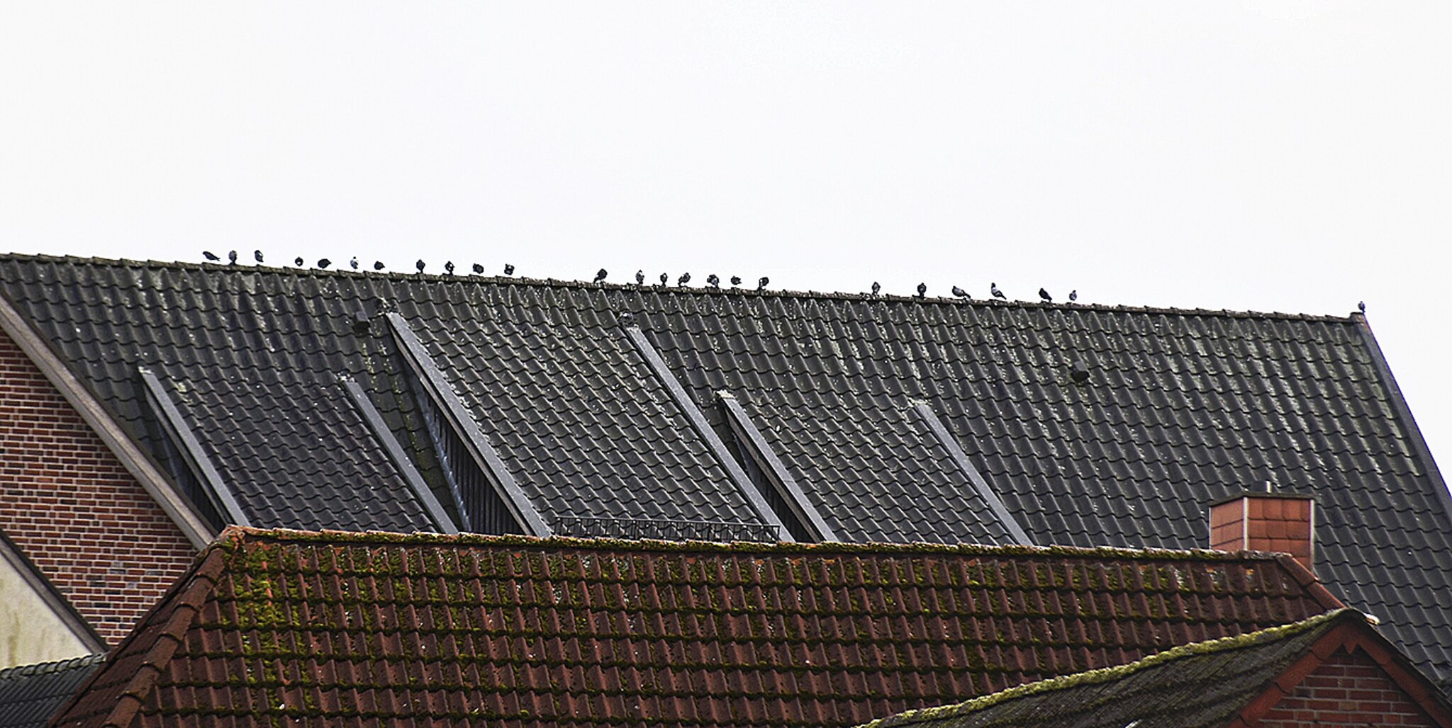 Start- und Landebahn Dachfirst ist besetzt ...