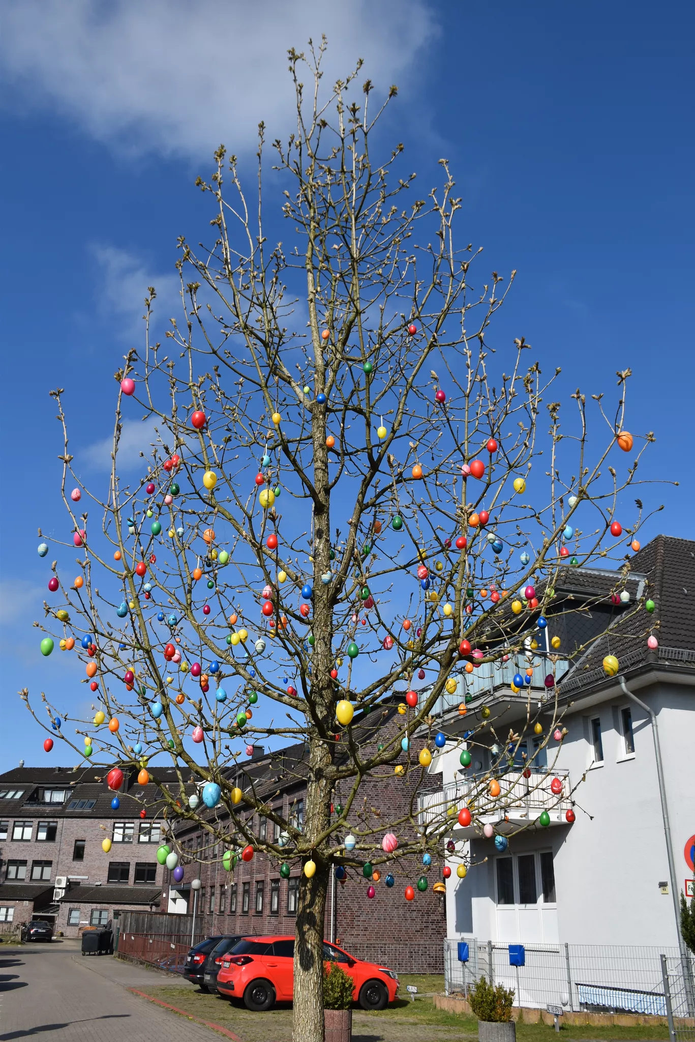 Der wohl größte Eierbaum in Buchholz ...